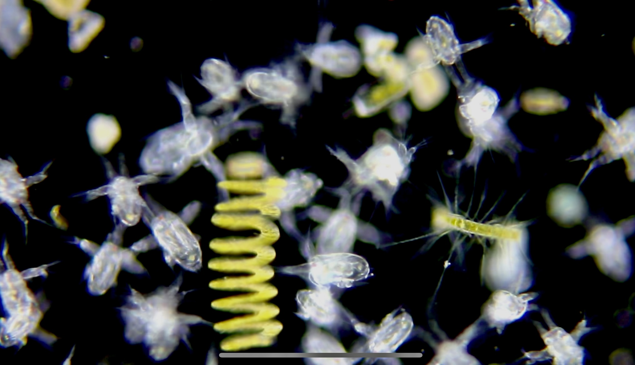 Marvelous Microscopic Marine Plankton - Bay Area Science Festival